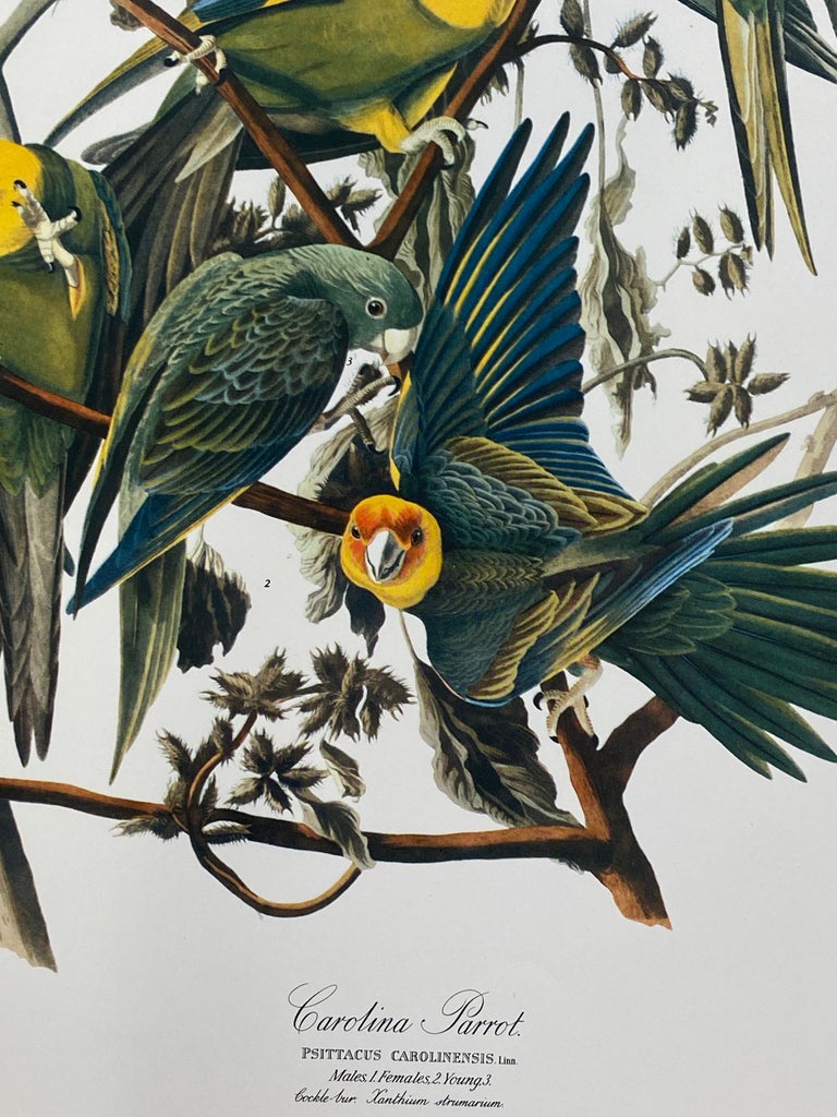 Large Classical Bird Color Print after John James Audubon - Carolina ...