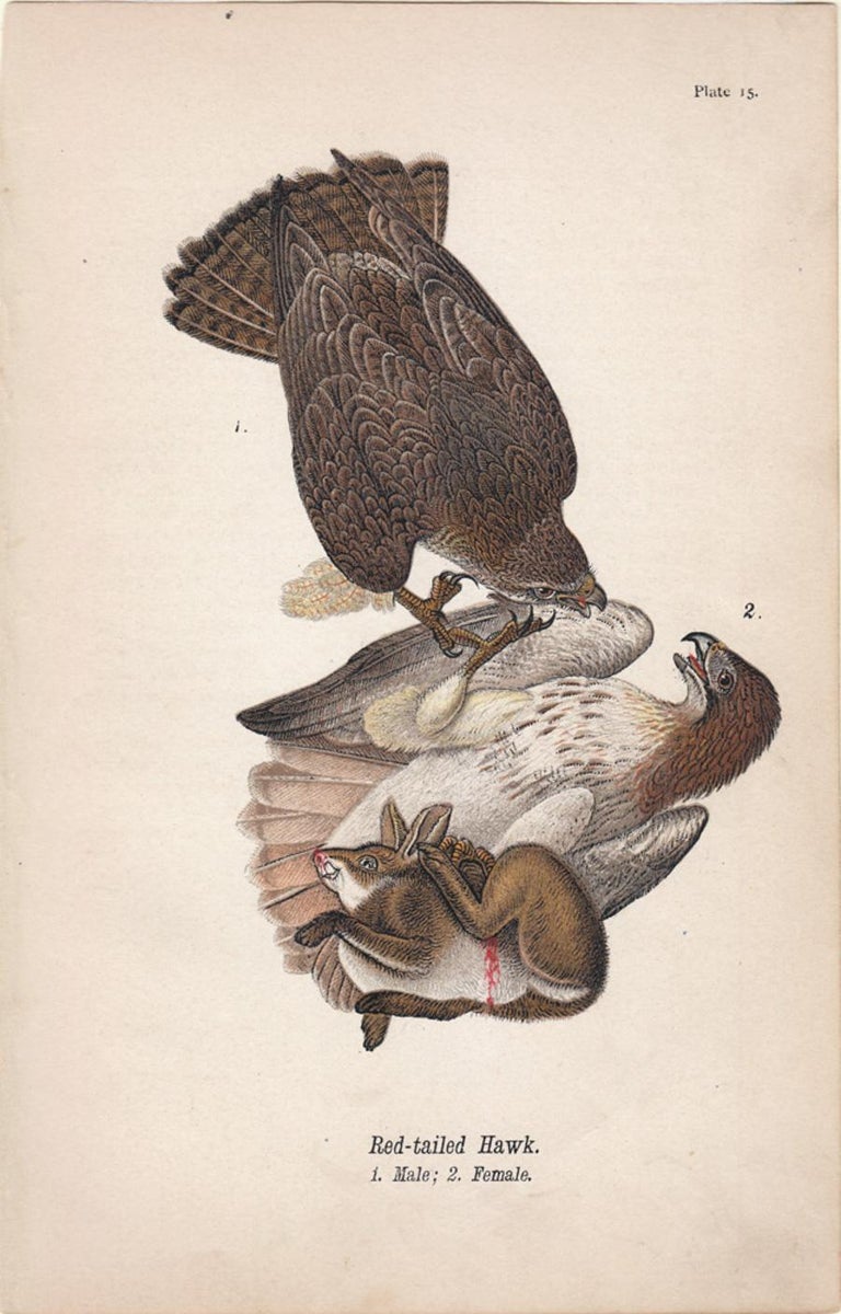 After John James Audubon - Red-tailed Hawk; Plate 15 For Sale at 1stDibs