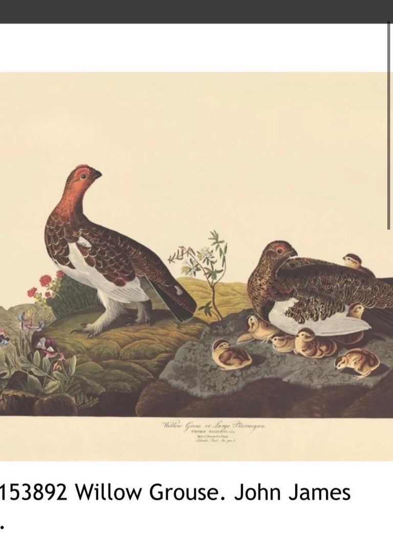 Willow Grouse at 1stDibs