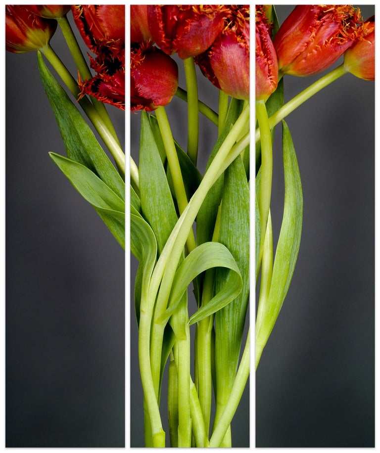 Albert Delamour - TULIP TRIPTYCH - Large scale ( 66 x 56 " ) on Dibond under Acrylic glass For ...