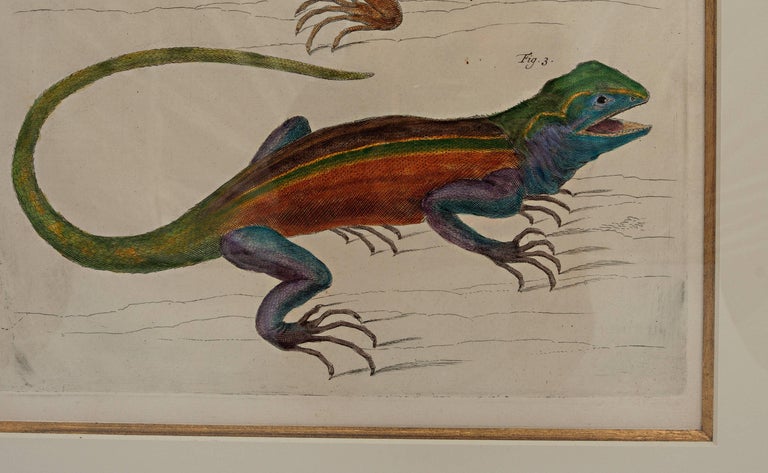 Albertus Seba 18th Century Hand-Colored Print of Three Lizards For Sale ...