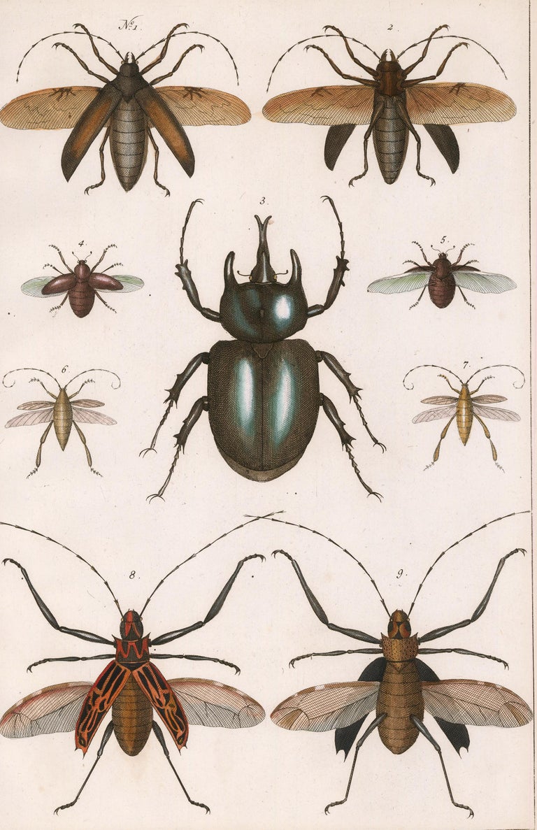 Albertus Seba - Beetle Engraving For Sale at 1stDibs