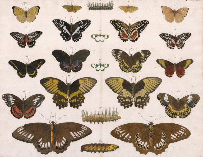 Albertus Seba - Butterflies, Moths and Caterpillars Engraving For Sale ...