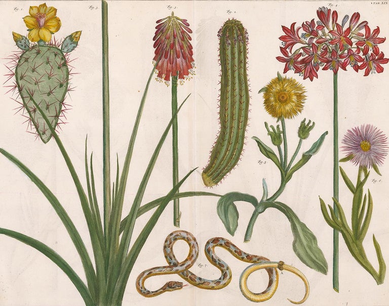 Albertus Seba - Cactus and Flower Engraving For Sale at 1stDibs