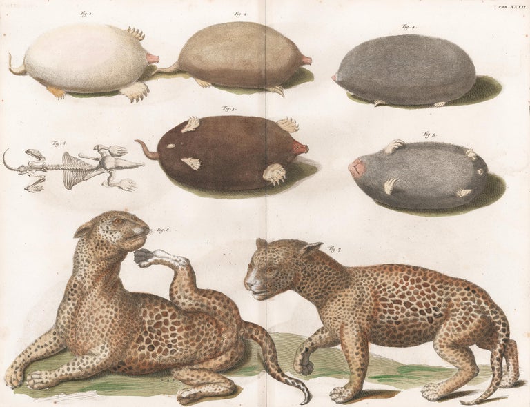 Albertus Seba - Leopards and Mole Engraving For Sale at 1stDibs