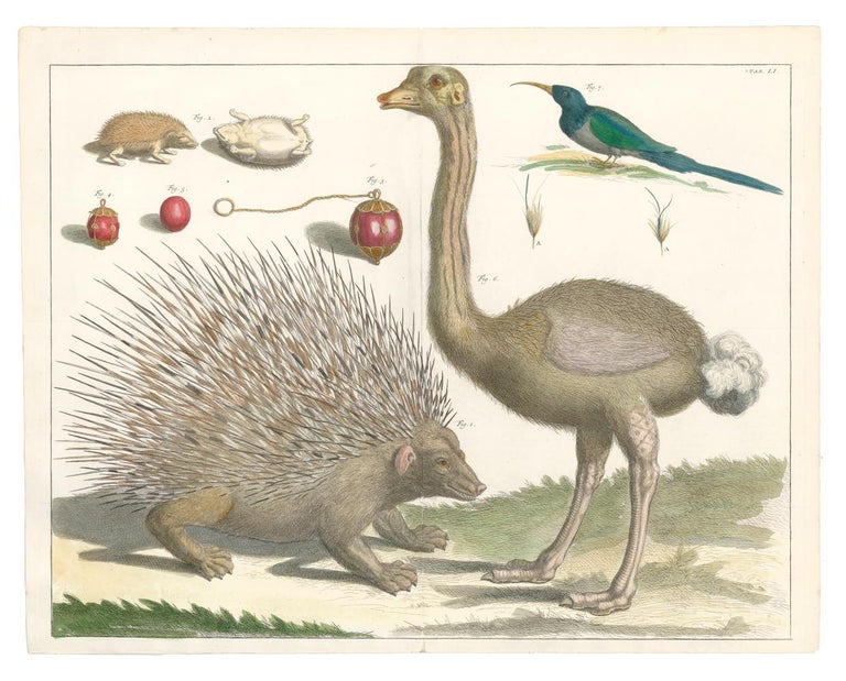 Albertus Seba - Ostrich, Porcupine and Hedgehog Engraving For Sale at ...