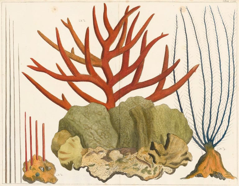 Albertus Seba - Red Coral Engraving at 1stDibs