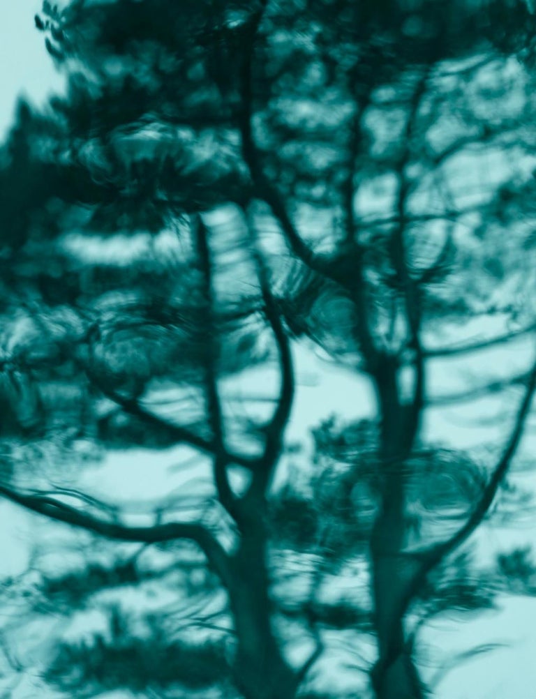 Albert Watson - Tree Fairy Glen View from Windshiel – Albert Watson ...