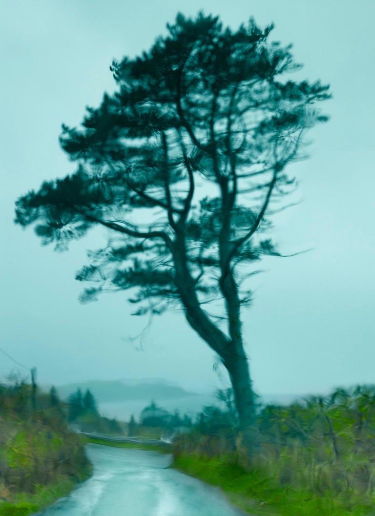 Albert Watson - Tree Fairy Glen View from Windshiel – Albert Watson ...