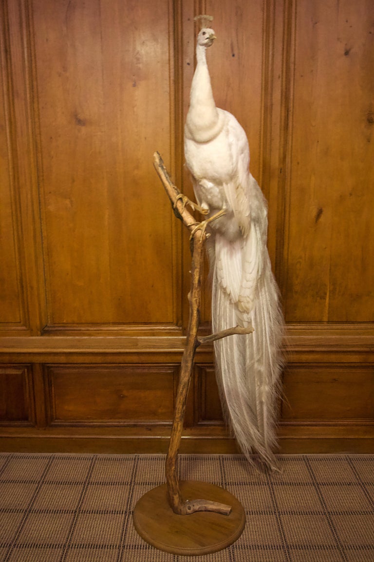 Albino Peacock, Stuffed and Mounted at 1stDibs | stuffed peacock ...