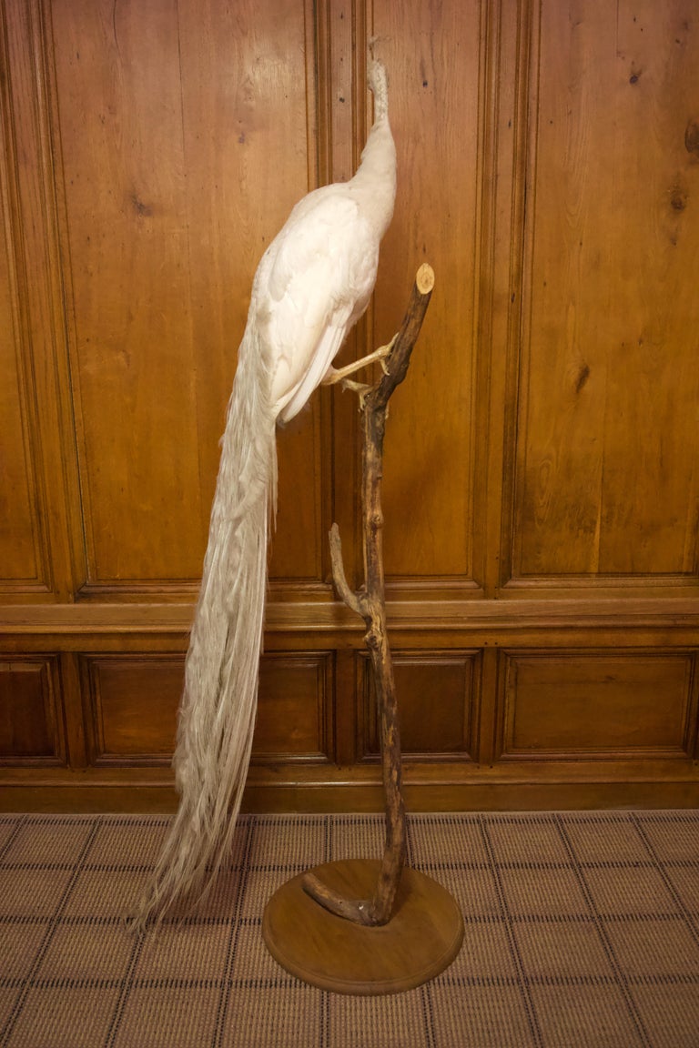 Albino Peacock, Stuffed and Mounted at 1stDibs | stuffed peacock ...