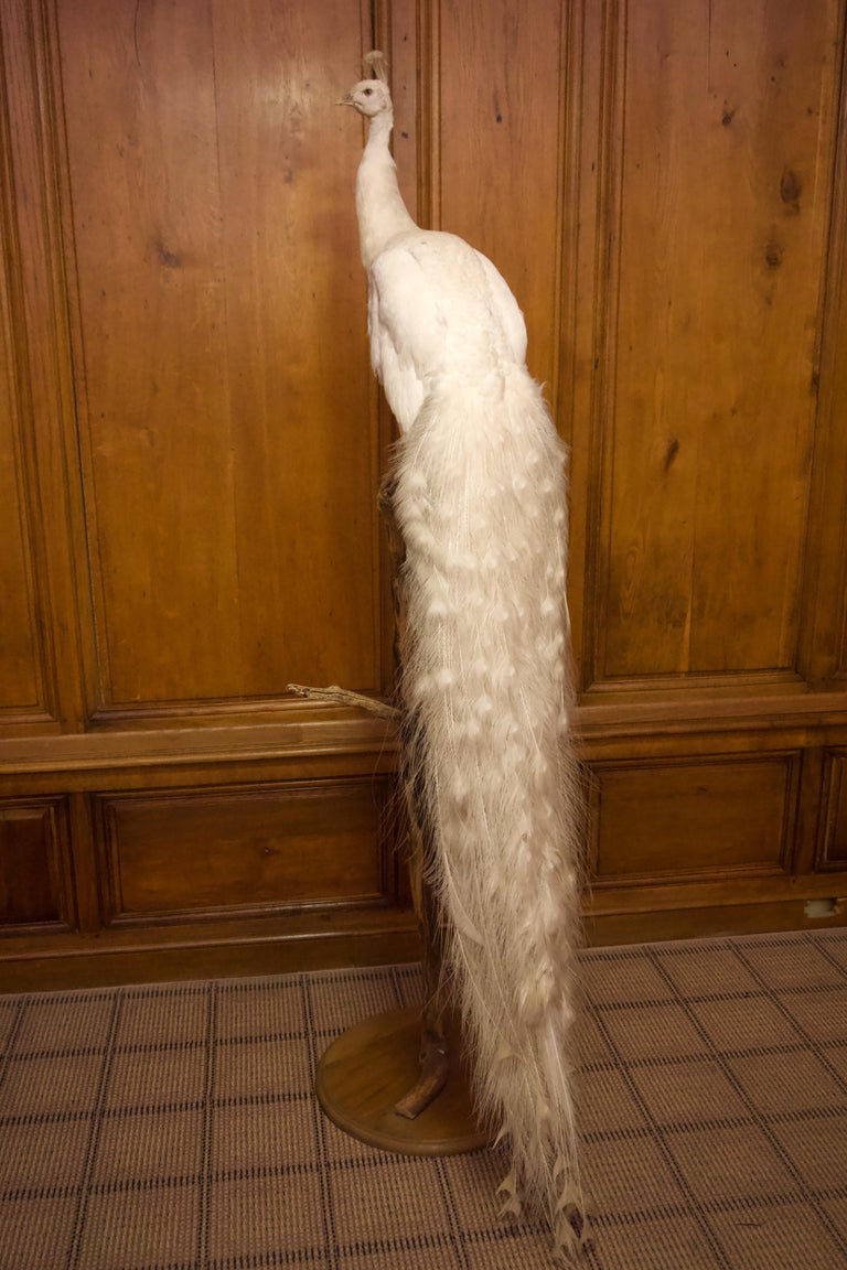 Albino Peacock, Stuffed and Mounted at 1stDibs | stuffed peacock ...