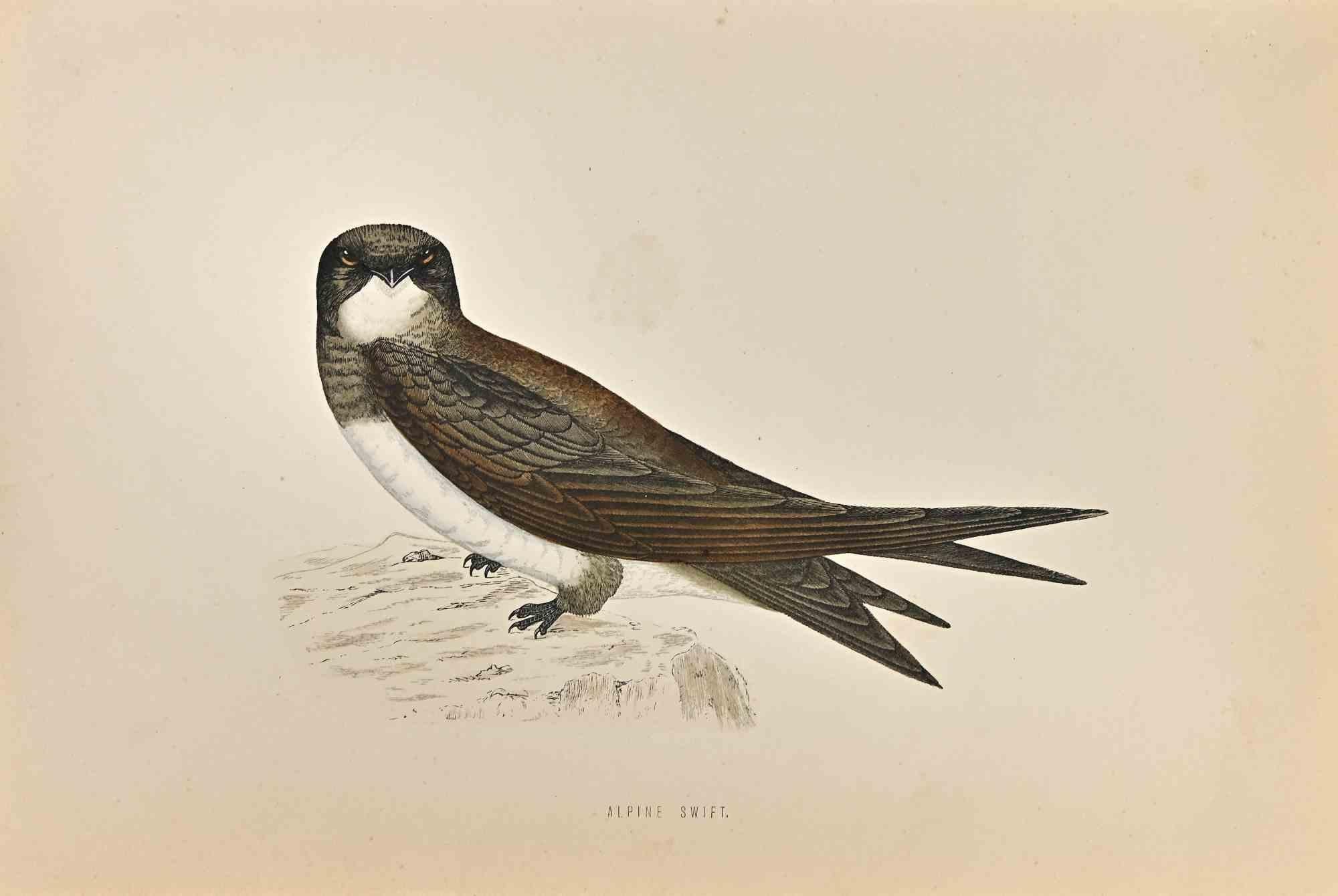 Alexander Francis Lydon - Alpine Swift - Woodcut Print by Alexander ...