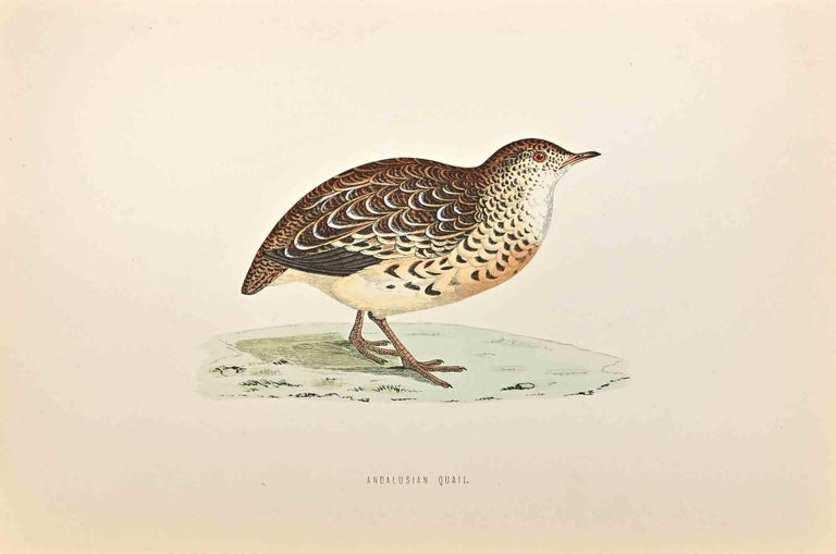 Alexander Francis Lydon - Andalusian Quail - Woodcut Print by Alexander ...