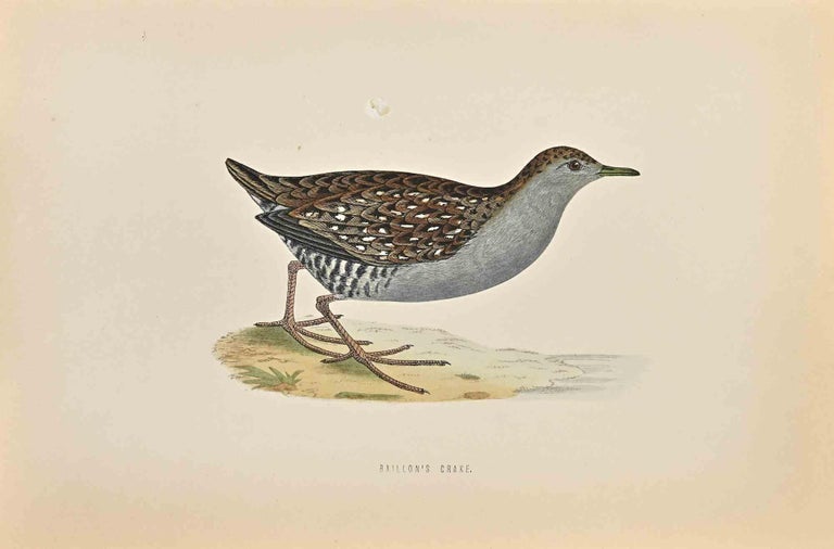 Alexander Francis Lydon - Baillon's Crake - Woodcut Print by Alexander ...