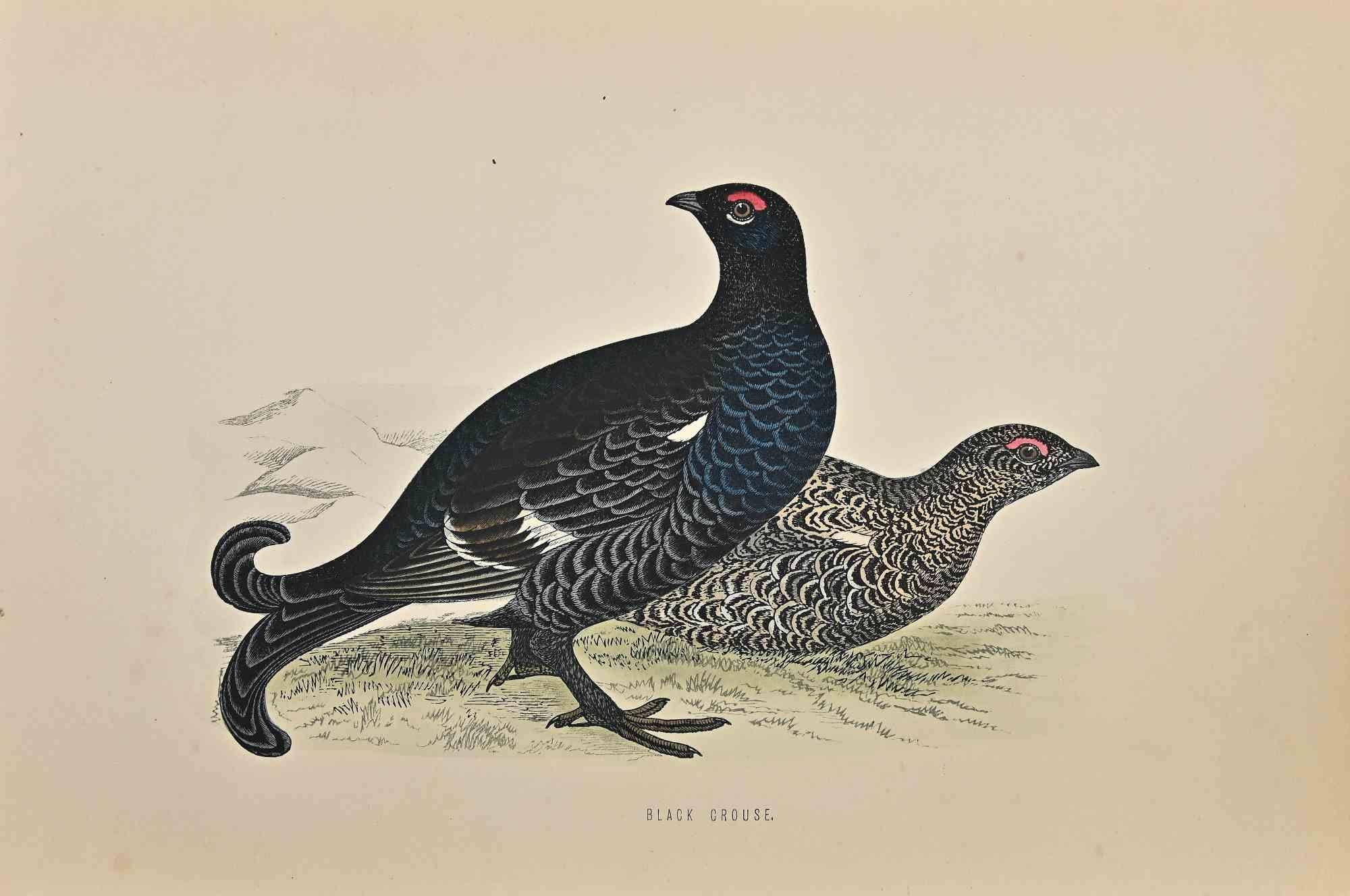 Alexander Francis Lydon - Sand Grouse - Woodcut Print by Alexander ...