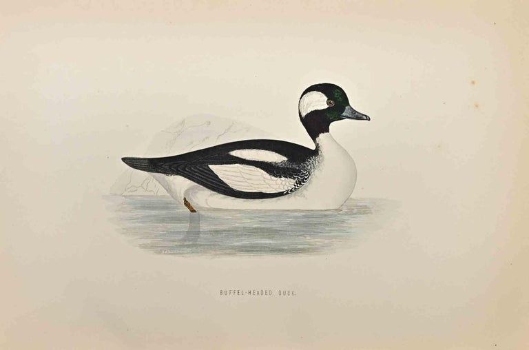 Alexander Francis Lydon - Buffel-Headed Duck - Woodcut Print by ...