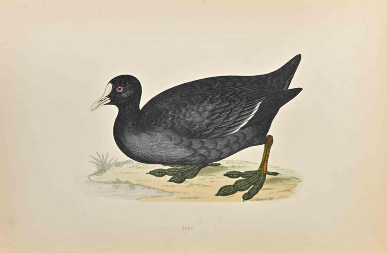 Alexander Francis Lydon - Coot - Woodcut Print by Alexander Francis ...