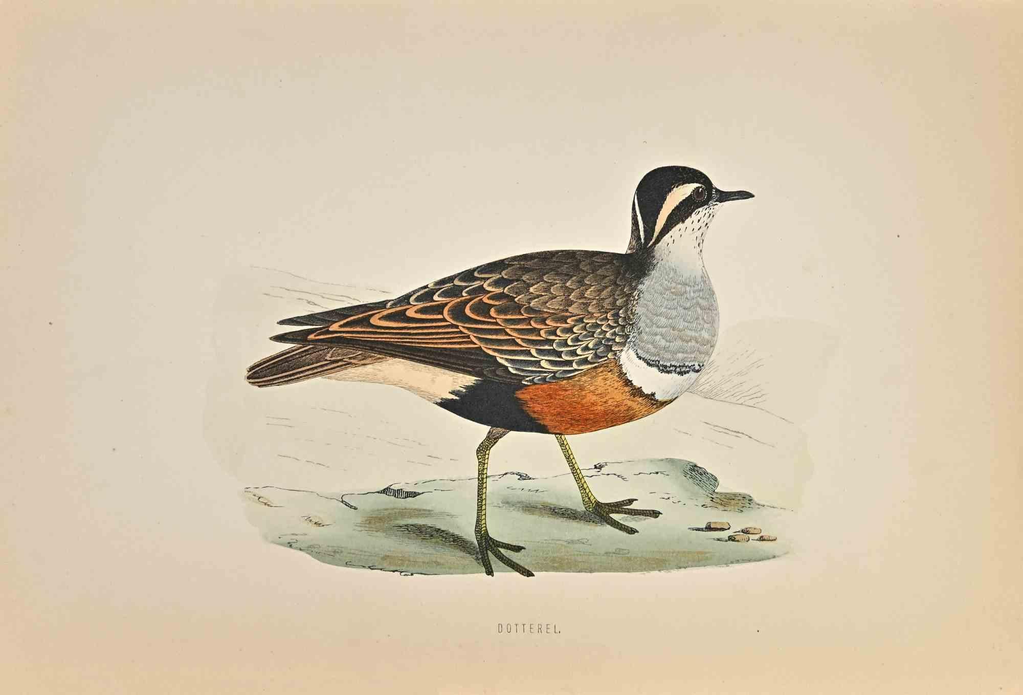 Alexander Francis Lydon - Yellow-Billed Cuckoo - Woodcut Print by ...