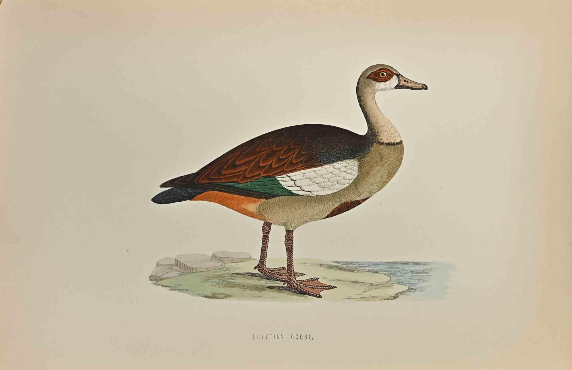 Alexander Francis Lydon – Andalusianischer Quail – Holzschnitt von ...