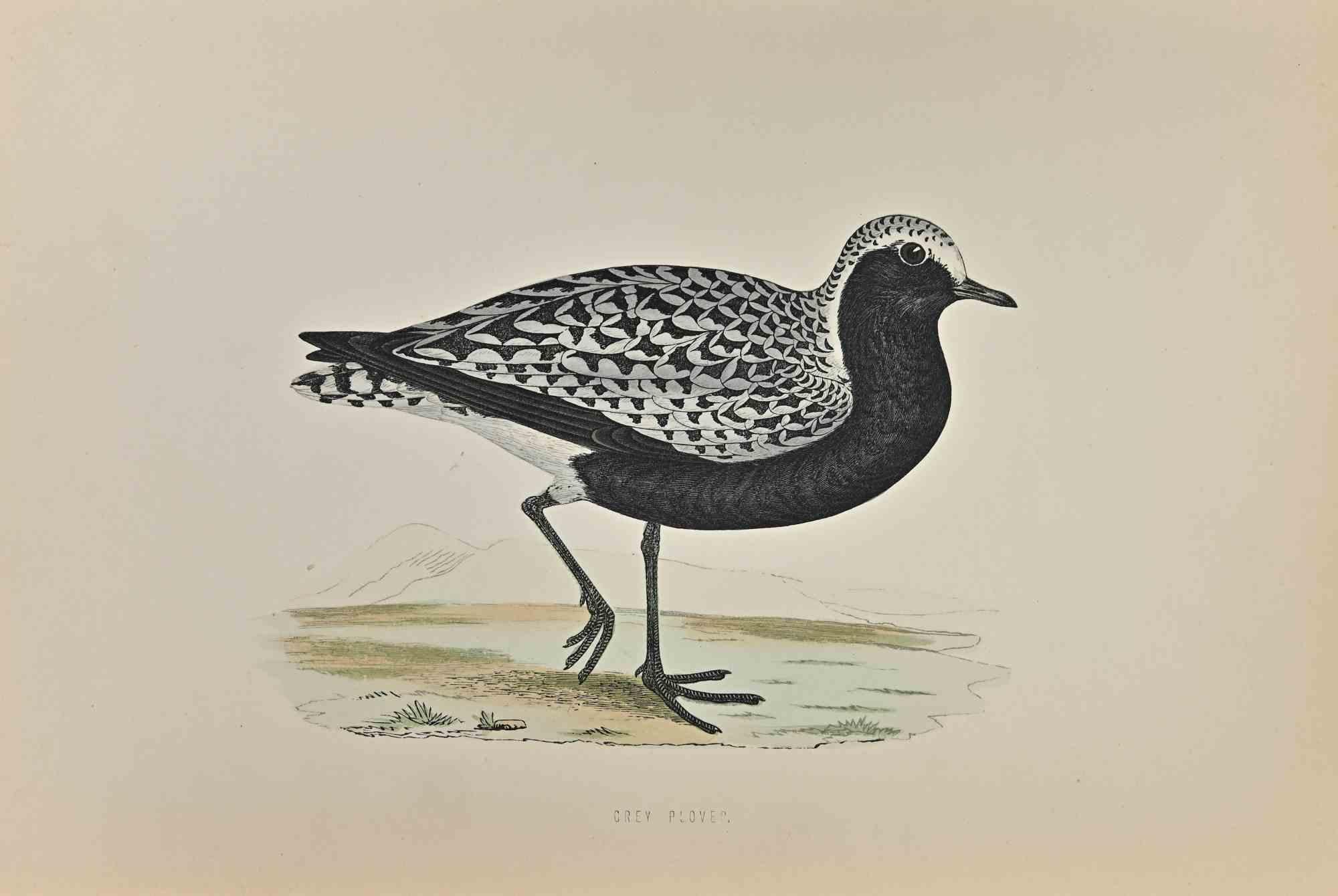 Alexander Francis Lydon - Lesser Tern - Woodcut Print by Alexander ...