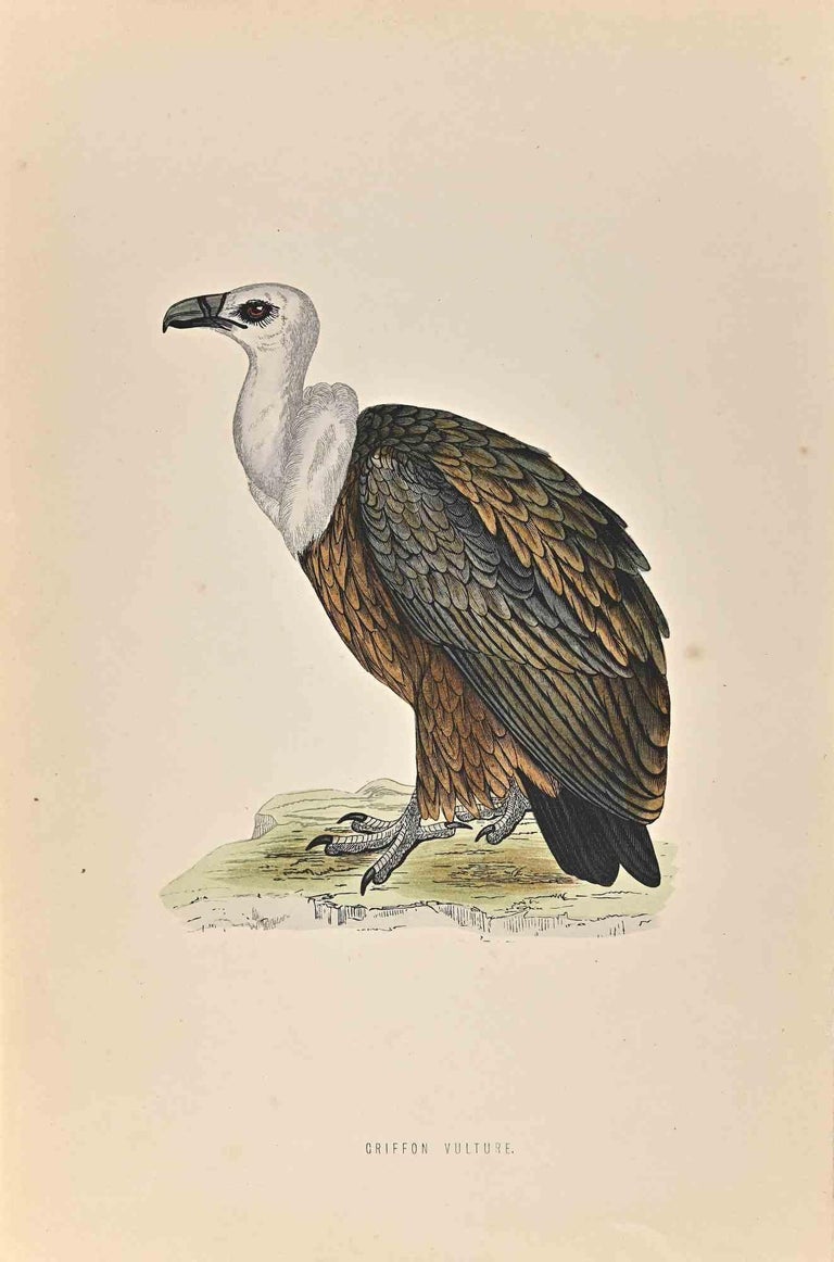 Alexander Francis Lydon - Griffon Vulture - Woodcut Print by Alexander ...