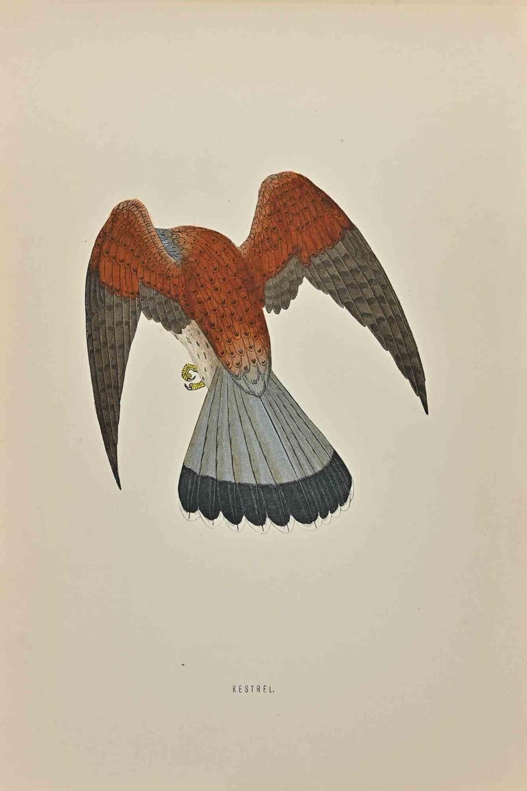 Alexander Francis Lydon - Kestrel - Woodcut Print by Alexander Francis ...