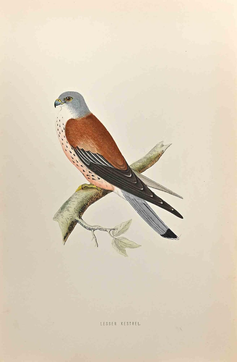 Alexander Francis Lydon - Lesser Kestrel - Woodcut Print by Alexander Francis Lydon - 1870 For ...