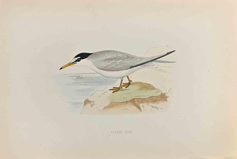 Alexander Francis Lydon - Lesser Tern - Woodcut Print by Alexander Francis Lydon - 1870 For Sale ...
