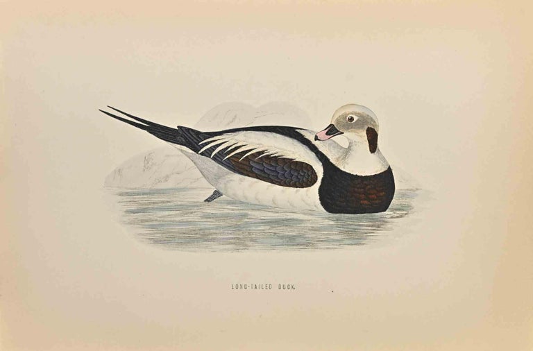 Alexander Francis Lydon - Long-Tailed Duck - Woodcut Print by Alexander ...