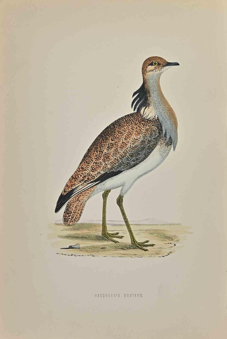 Alexander Francis Lydon - Macqueen's Bustard - Woodcut Print by ...
