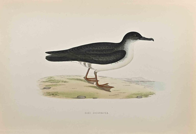 Alexander Francis Lydon - Manx Shearwater - Woodcut Print by Alexander ...