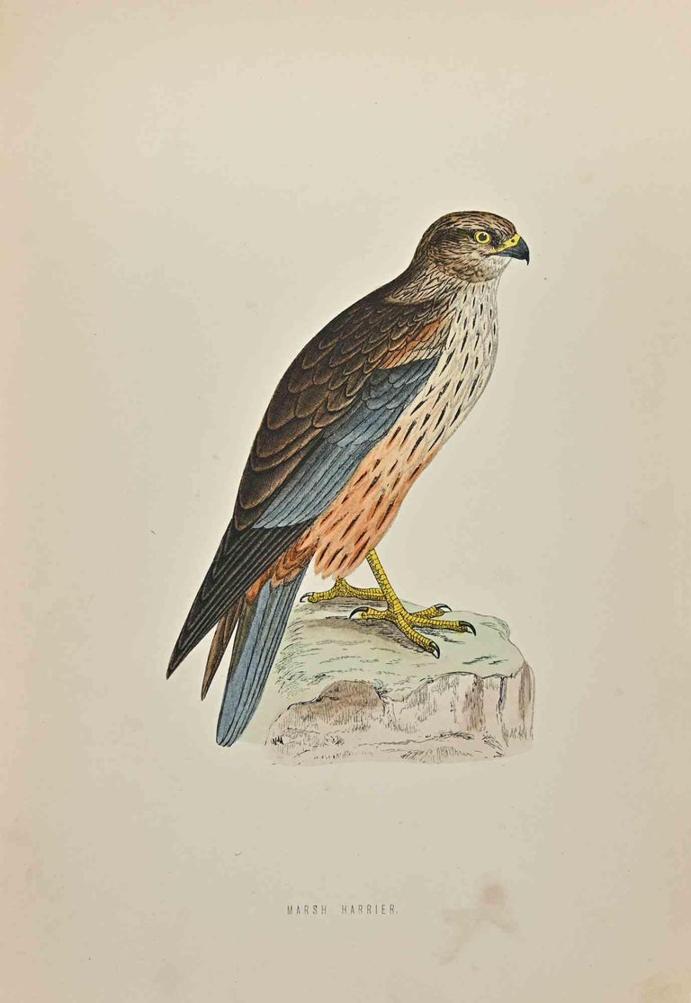Alexander Francis Lydon - Marsh Harrier - Woodcut Print by Alexander ...