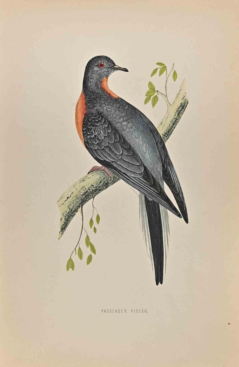 Alexander Francis Lydon - Passenger Pigeon - Woodcut Print by Alexander ...