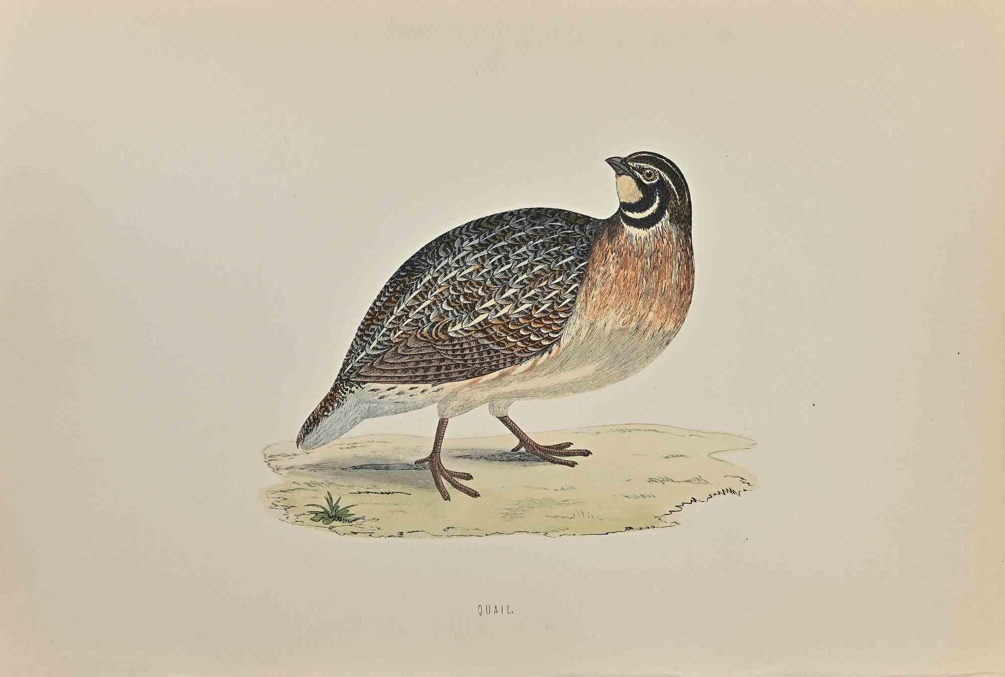 Alexander Francis Lydon - Skua - Woodcut Print by Alexander Francis ...