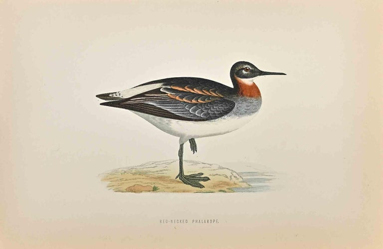 Alexander Francis Lydon - Red-Necked Phalarope - Woodcut Print by Alexander Francis Lydon - 1870 ...