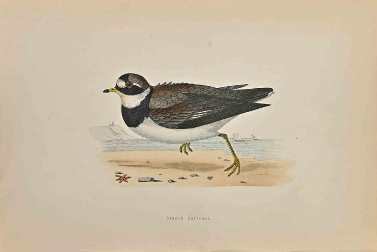Alexander Francis Lydon - Ringed Dotterel - Woodcut Print by Alexander ...