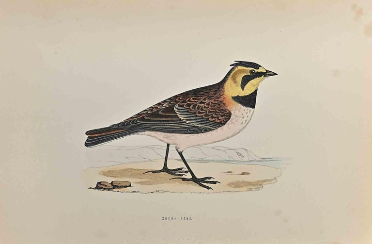 Alexander Francis Lydon - Shore Lark - Woodcut Print by Alexander ...