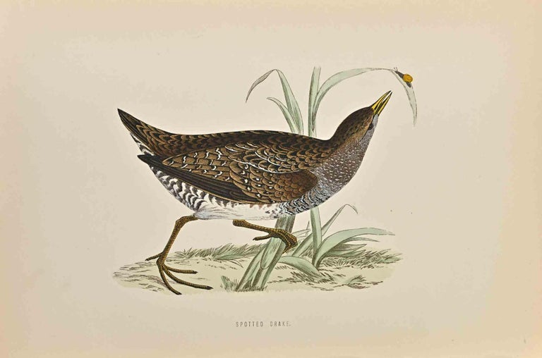 Alexander Francis Lydon - Spotted Crake - Woodcut Print by Alexander ...
