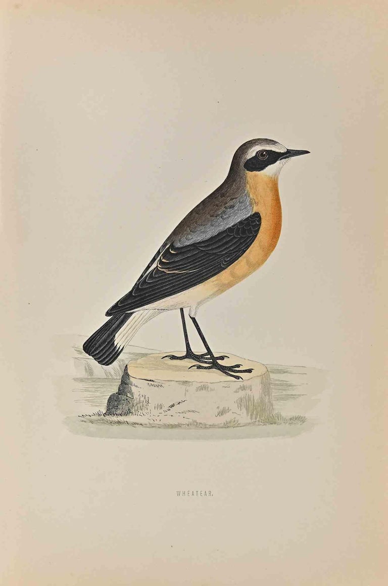 Alexander Francis Lydon - Wheatear - Woodcut Print by Alexander Francis ...