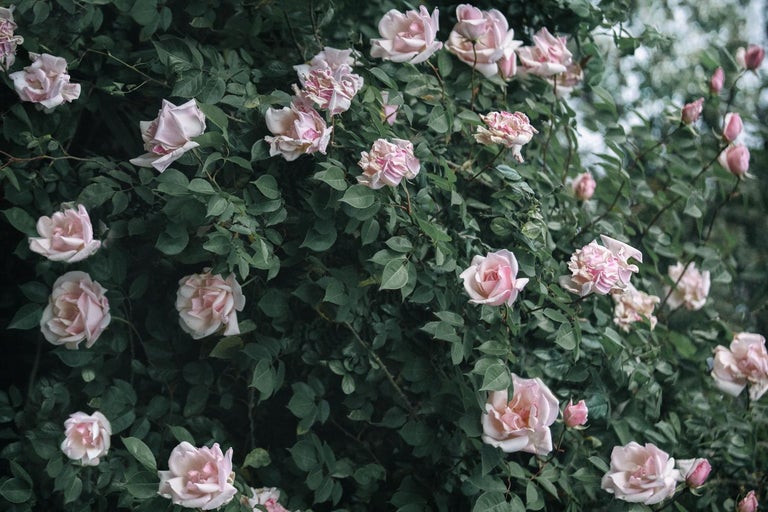 Alexandra DeFurio - Blushing Vintage Roses For Sale at 1stDibs