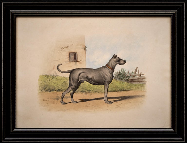 Dog Portrait Lithograph in the Taste of Alfred De Dreux, France circa 1870 For Sale at 1stDibs