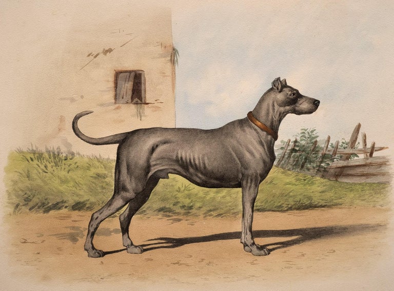 Dog Portrait Lithograph in the Taste of Alfred De Dreux, France circa ...