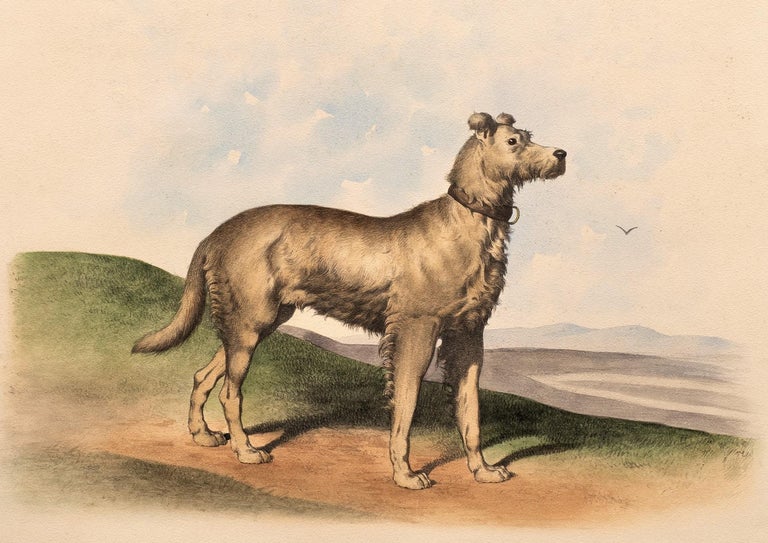 Dog Portrait Lithograph in the Taste of Alfred De Dreux, France circa 1870 D For Sale at 1stDibs