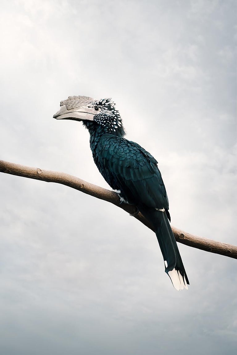 Alice Zilberberg - Holistic Hornbill (60" x 40") For Sale at 1stDibs
