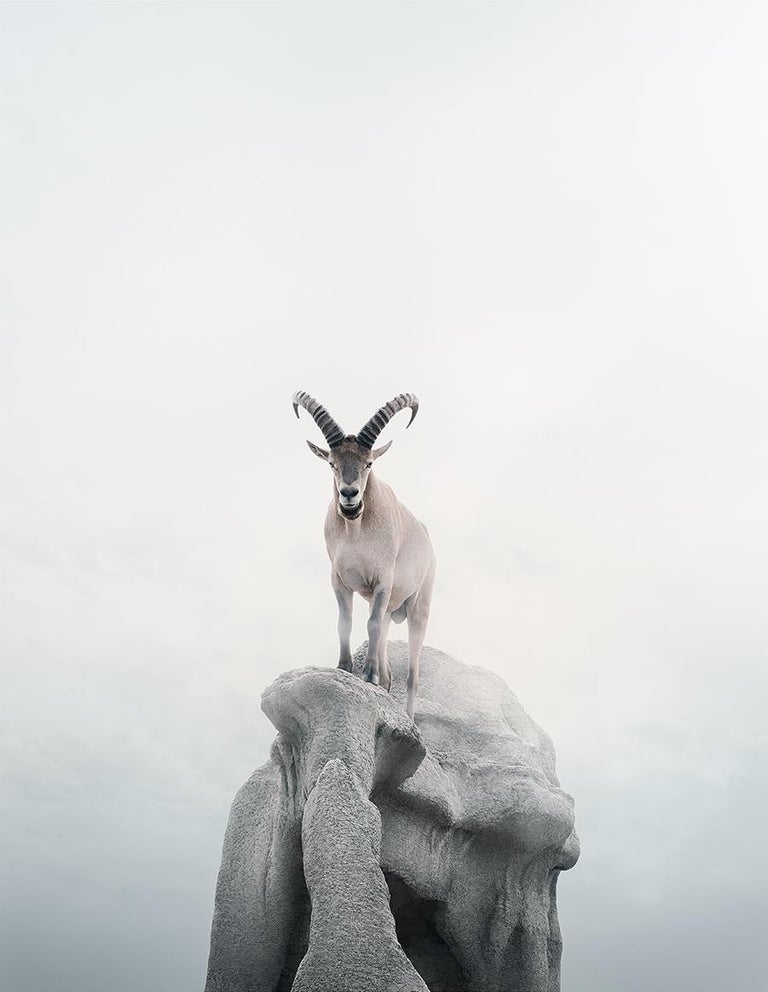 Alice Zilberberg - Intent Ibex (30" x 23") For Sale at 1stDibs