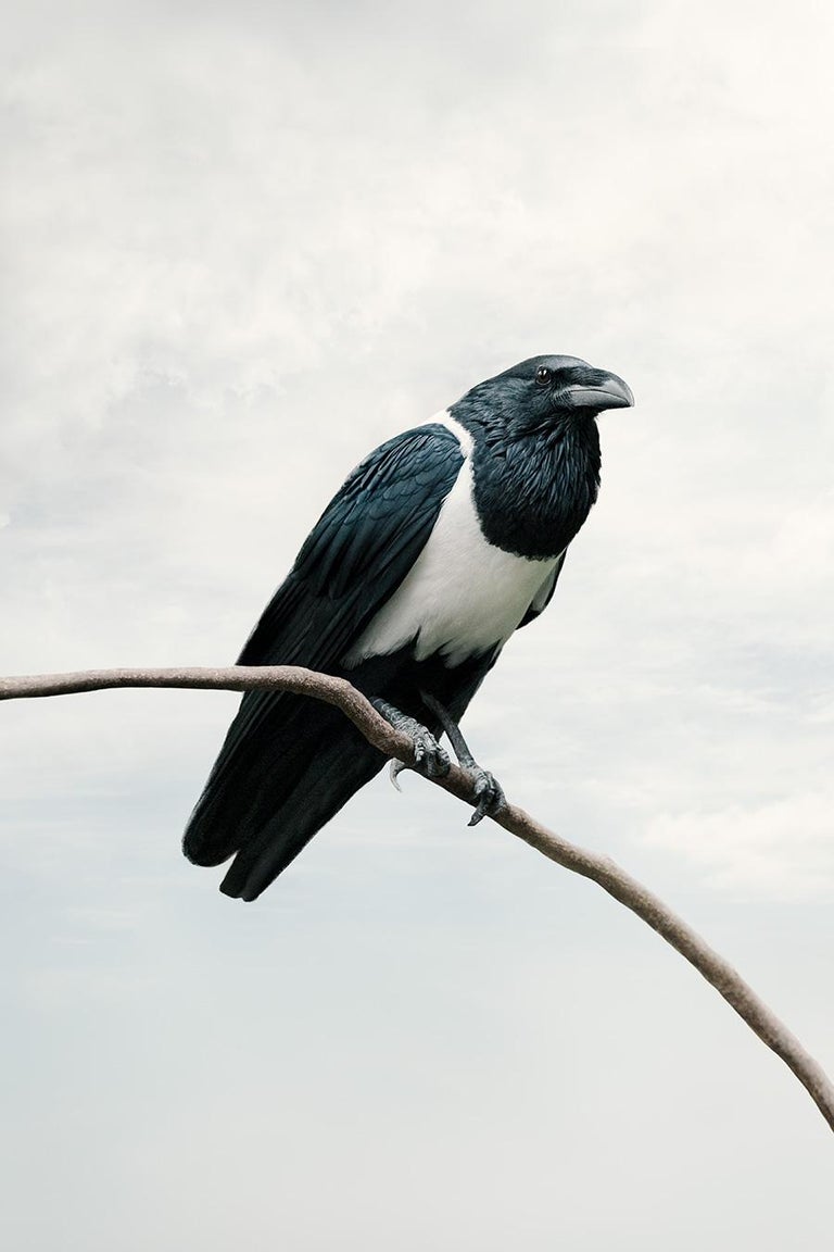 Alice Zilberberg - Present Pied Crow (40" x 27") For Sale at 1stDibs
