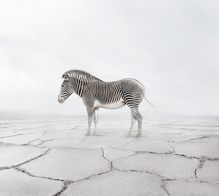 Alice Zilberberg - Zen Zebra (60" x 65") For Sale at 1stDibs