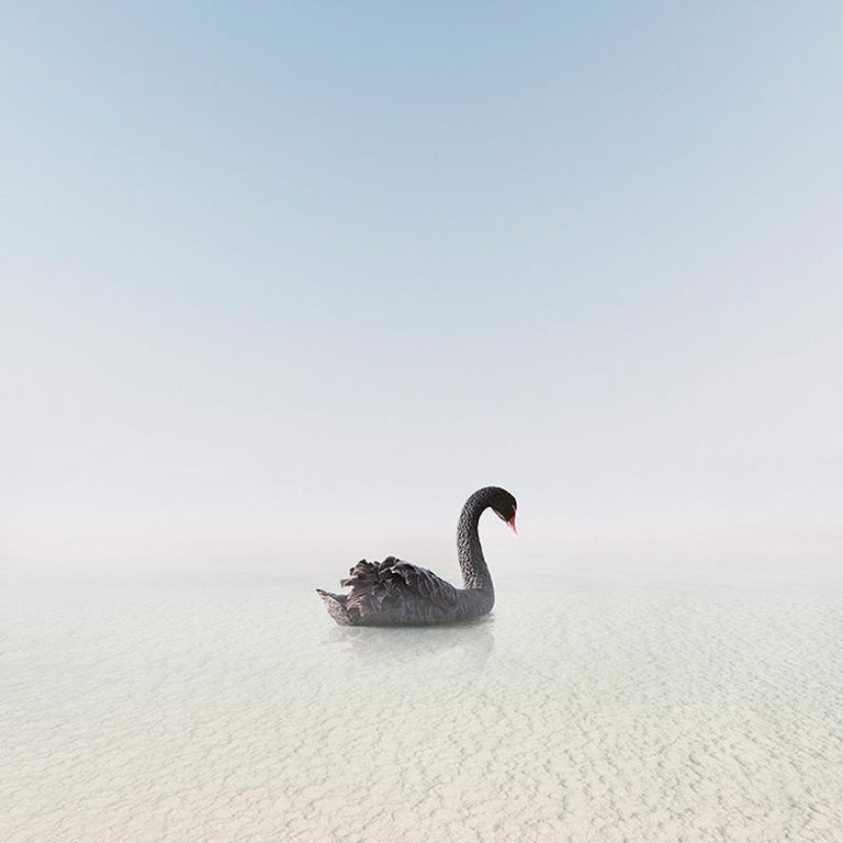 Alice Zilberberg - Balanced Black Swan (40" x 40") For Sale at 1stDibs