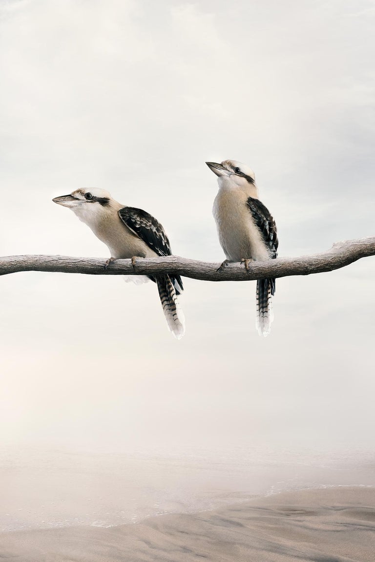 Alice Zilberberg - Carry on Kookaburra For Sale at 1stDibs